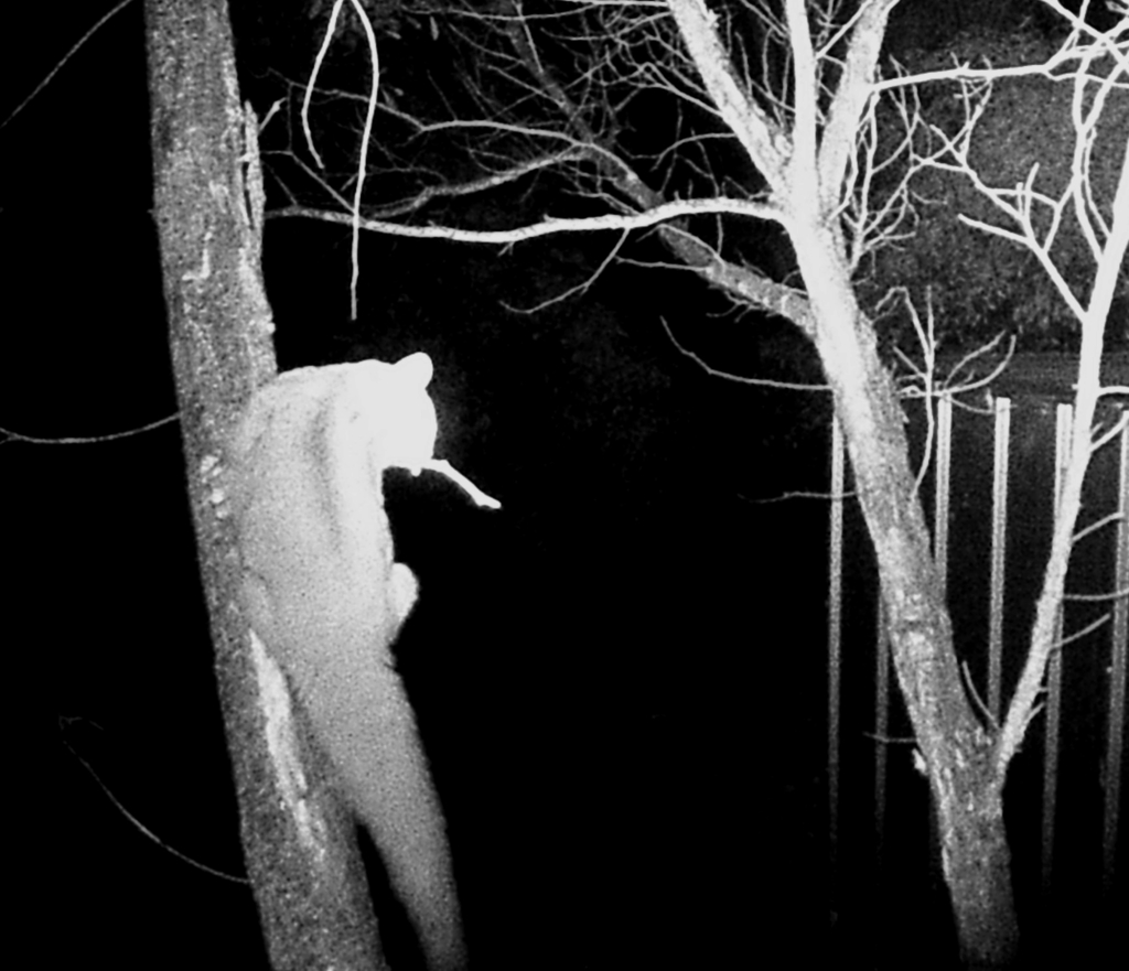 Sugar Glider from Staughton Vale VIC 3340, Australia on March 25, 2024 ...