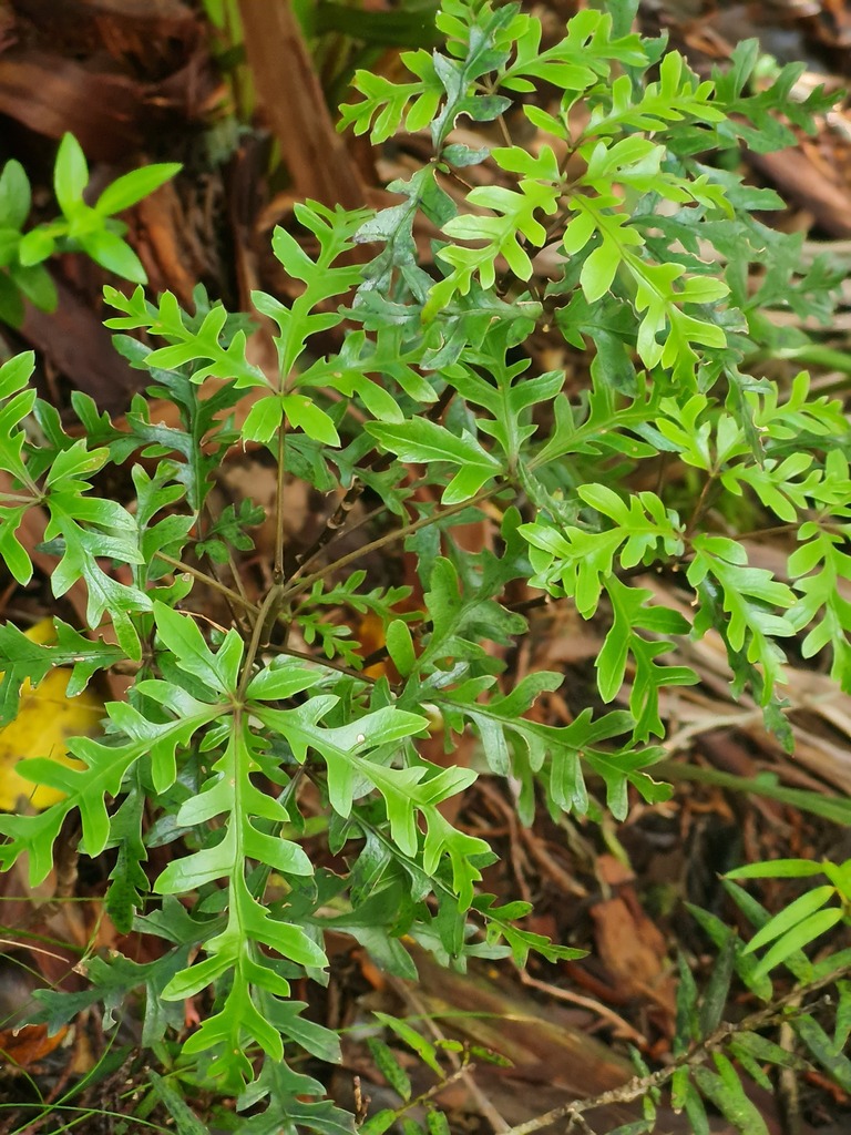 Haumakaroa from Bush below Carroll Hut Westland District, West Coast ...