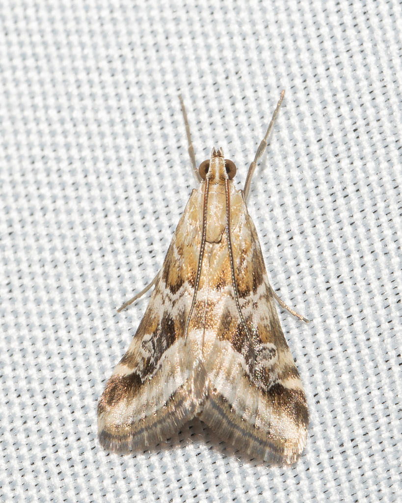 cabbage centre grub from Menzies Dr, Sunbury on March 24, 2024 at 10:05 ...