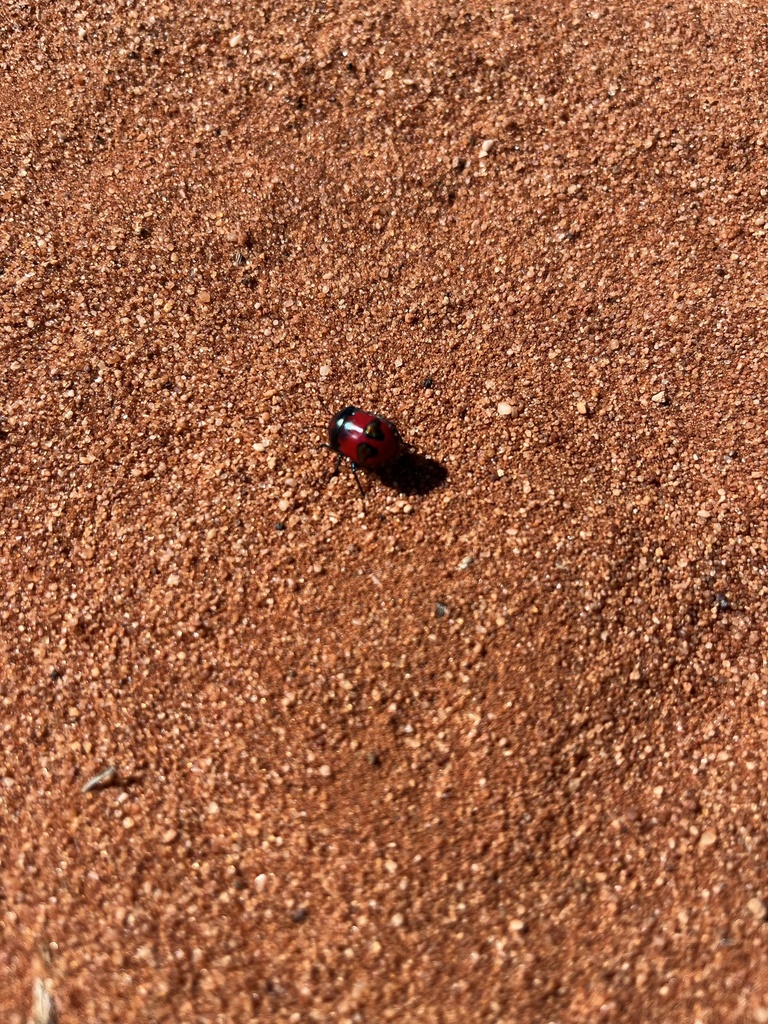Red Jewel Bug from Roxby Downs, SA, AU on December 27, 2023 at 09:19 AM ...