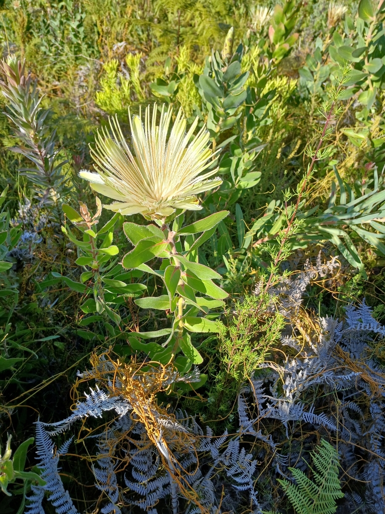 Common Shuttlecock Sugarbush from Greyton Nature Reserve, 7233, South ...
