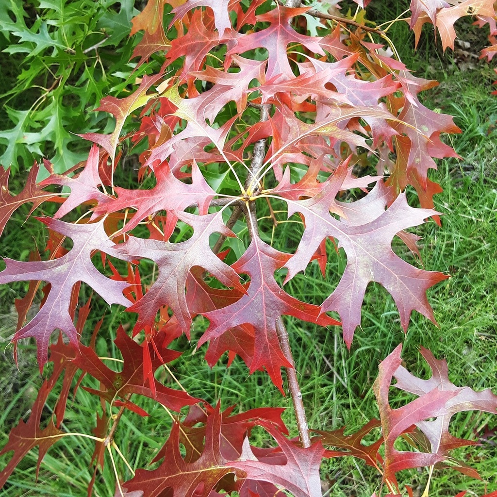 pin oak in March 2024 by Chris Jonkers. Growing in a swampy area ...