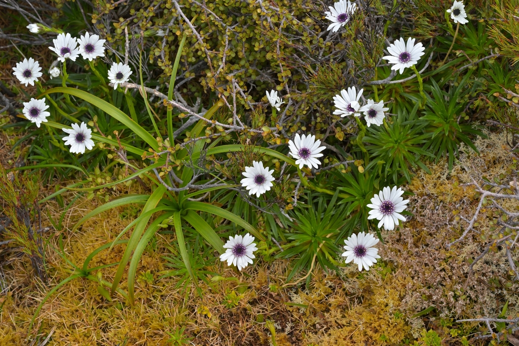 black-eyed Daisy in December 2023 by Christopher Stephens · iNaturalist