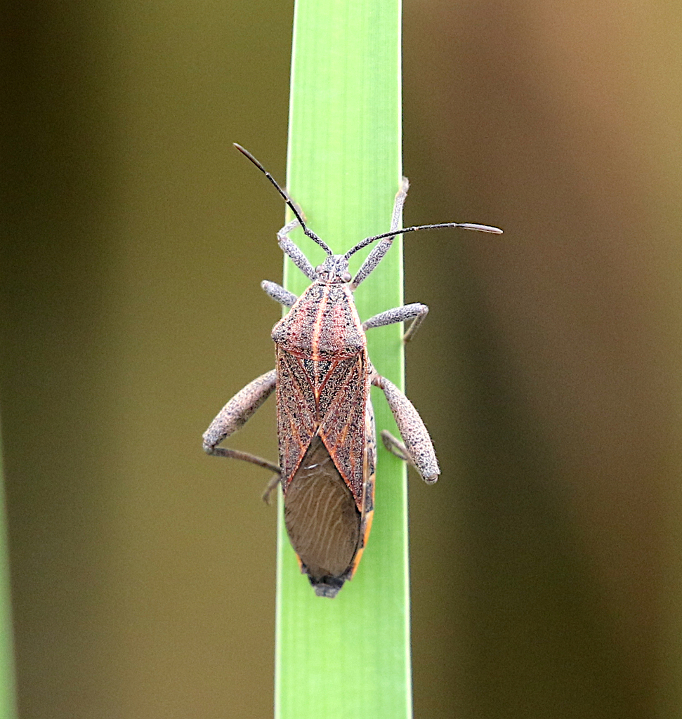 sweet potato bug from Khlong Toei, Bangkok, Thailand on March 21, 2024 ...