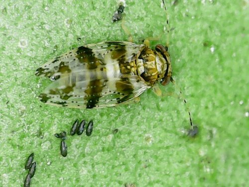 Japanese Knotweed Psyllid (Aphalara itadori) · iNaturalist