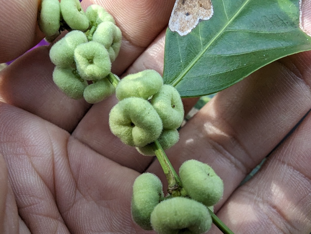 Common Glochidion from 546台灣南投縣仁愛鄉 on March 23, 2024 at 09:37 AM by 潘立傑 ...