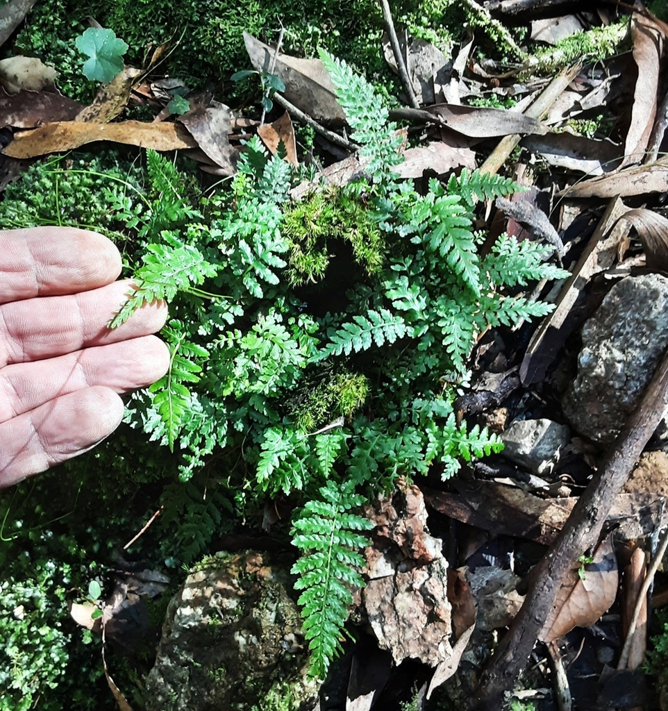 ferns from Kanangra-Boyd National Park, NSW 2790, Australia on March 25 ...