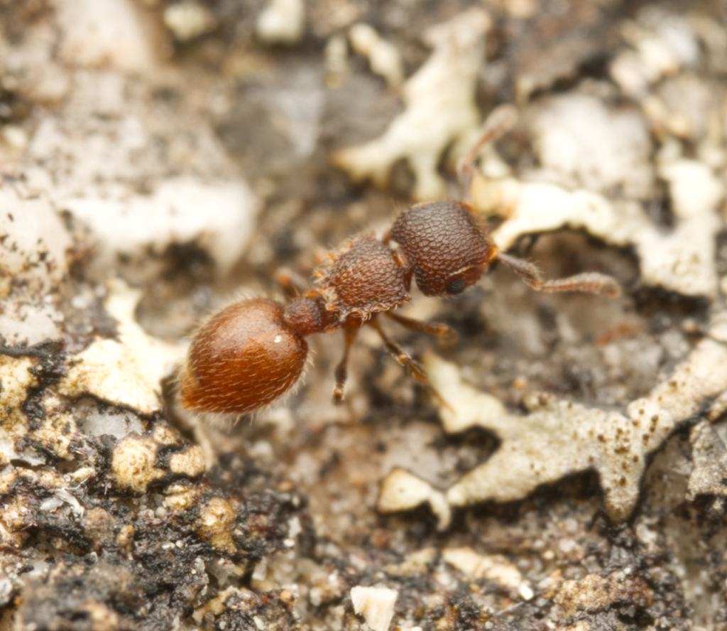 Shield Ants from Coles Bay TAS 7215, Australia on October 20, 2022 at ...