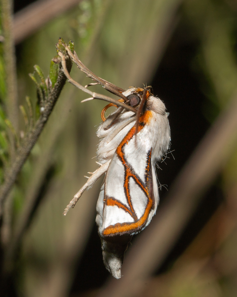Clara's Satin Moth from Albert Road Nature Reserve on March 24, 2024 at ...