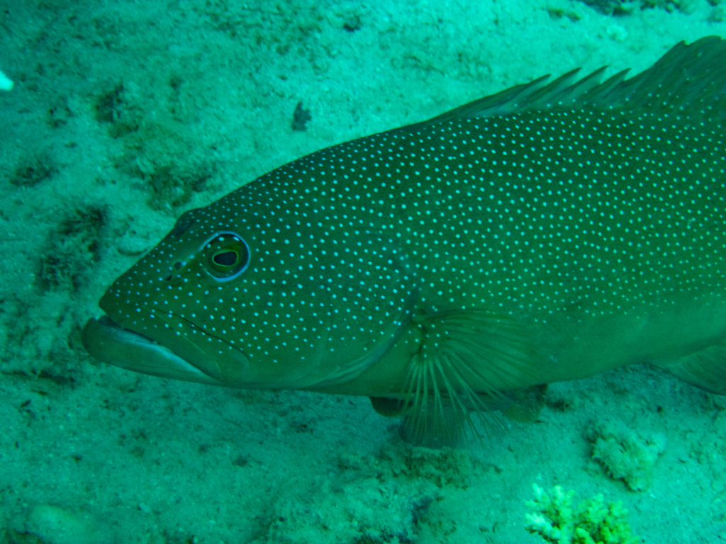 Leopard Coralgrouper from Lizard QLD 4892, Australia on May 25, 2022 by ...