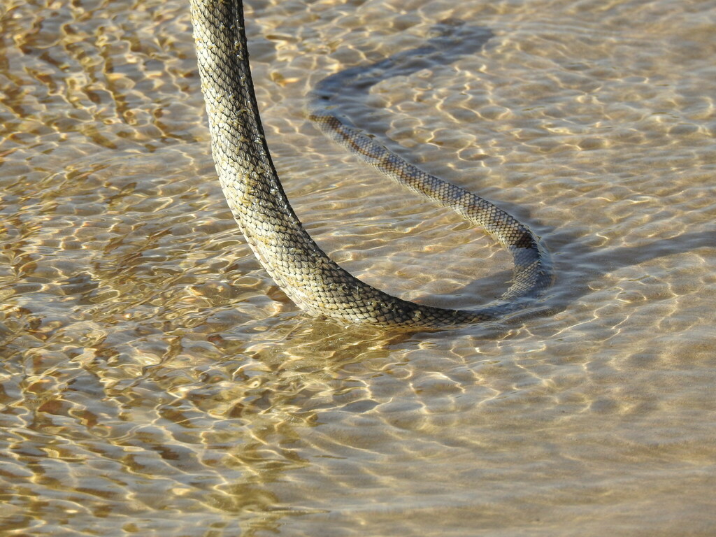 Typical Sea Snakes from Gadani Beach, Gaddani, Las Bela, Balochistan ...
