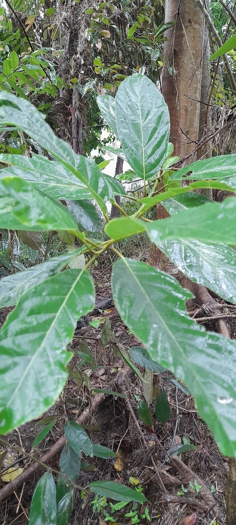 Claoxylon australe from Eatons Hill QLD 4037, Australia on March 25 ...