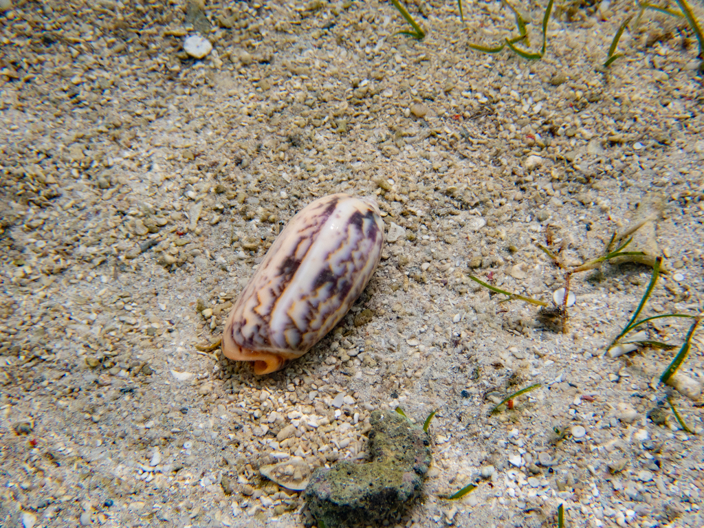 Oliva from Green Island QLD 4871, Australia on May 22, 2022 by Chelsea ...
