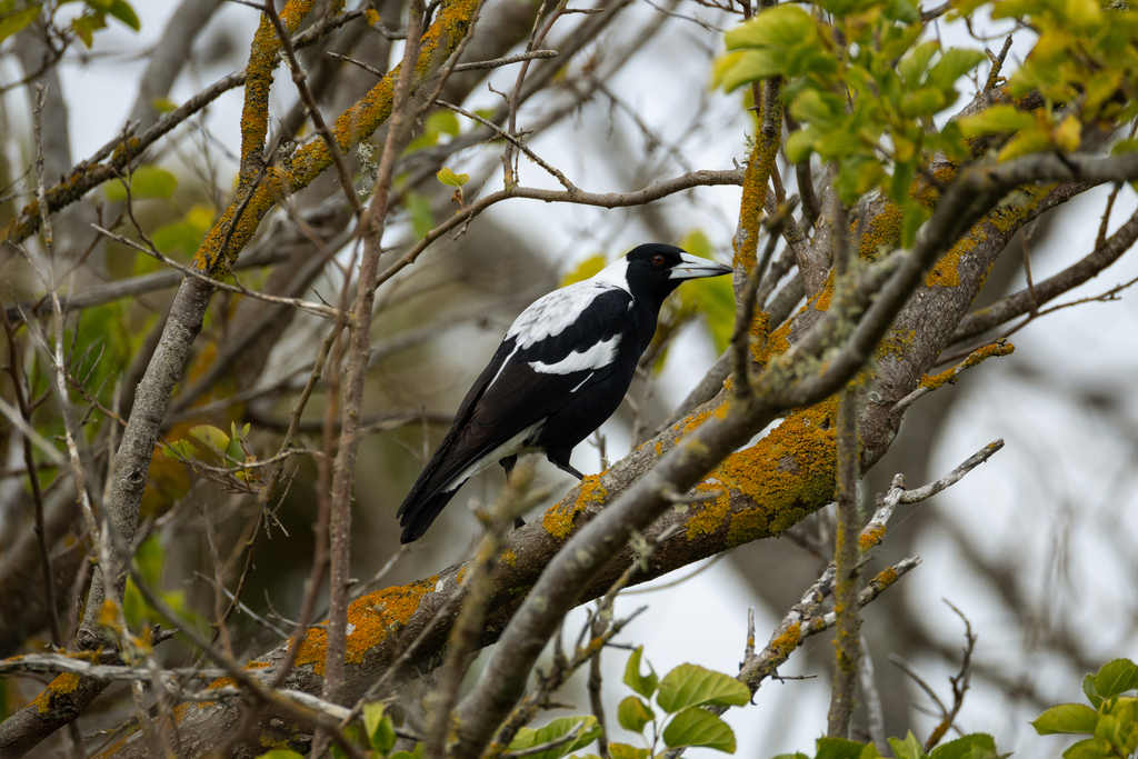 Australian Magpie from Kahutara, New Zealand on March 23, 2024 at 03:24 ...