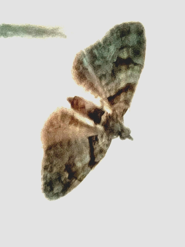 Apple Looper from Blairgowrie VIC 3942, Australia on March 24, 2024 at ...