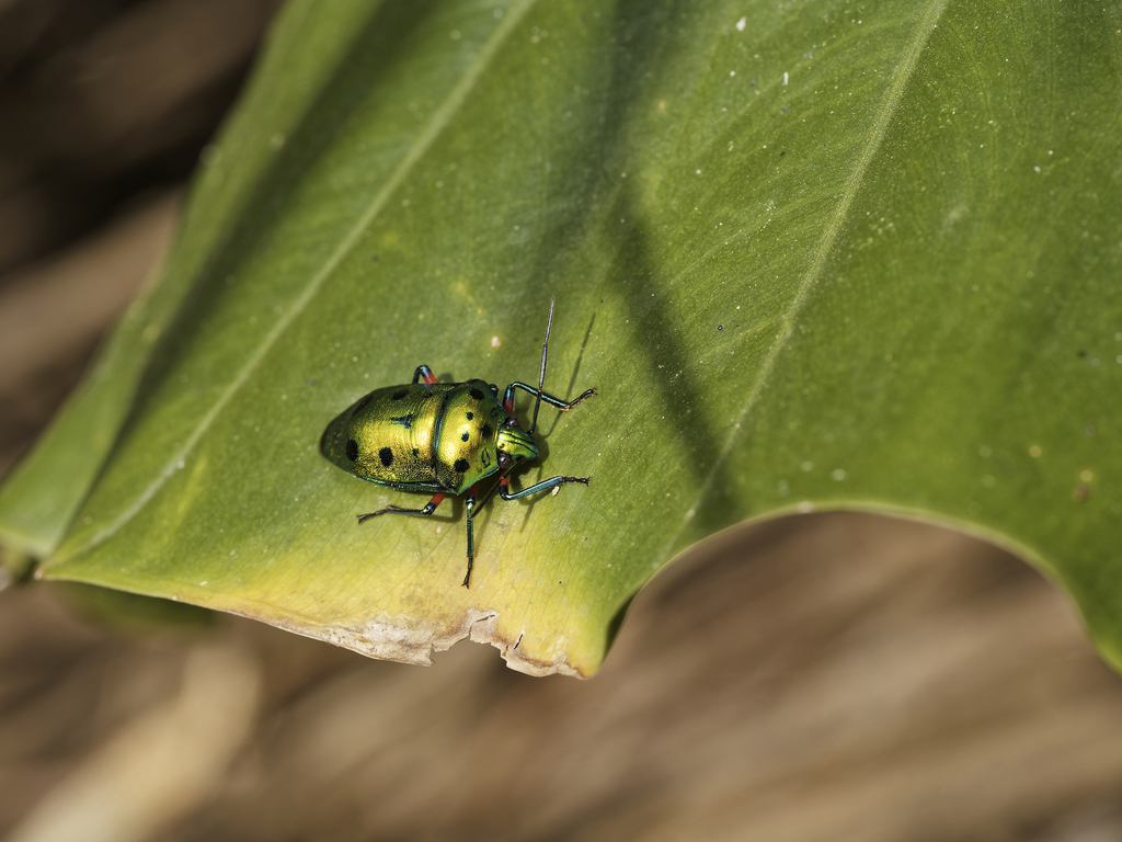 Calliphara excellens in March 2024 by Zuiko Nakaji · iNaturalist