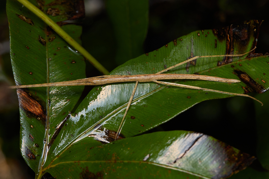 Lonchodidae from 中国广西壮族自治区崇左市龙州县 on March 13, 2024 at 08:24 PM by Li ...