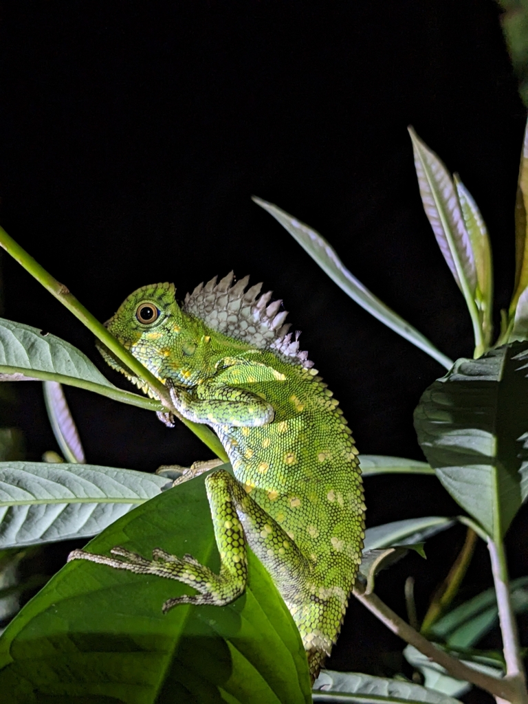 Chameleon Forest Dragon from Tioman, Tioman Island, Pahang, Malaysia on ...