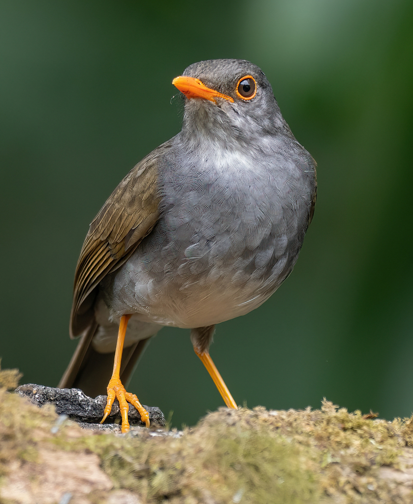 Orange-billed Nightingale-Thrush from San Felipe birding RN, Cali ...