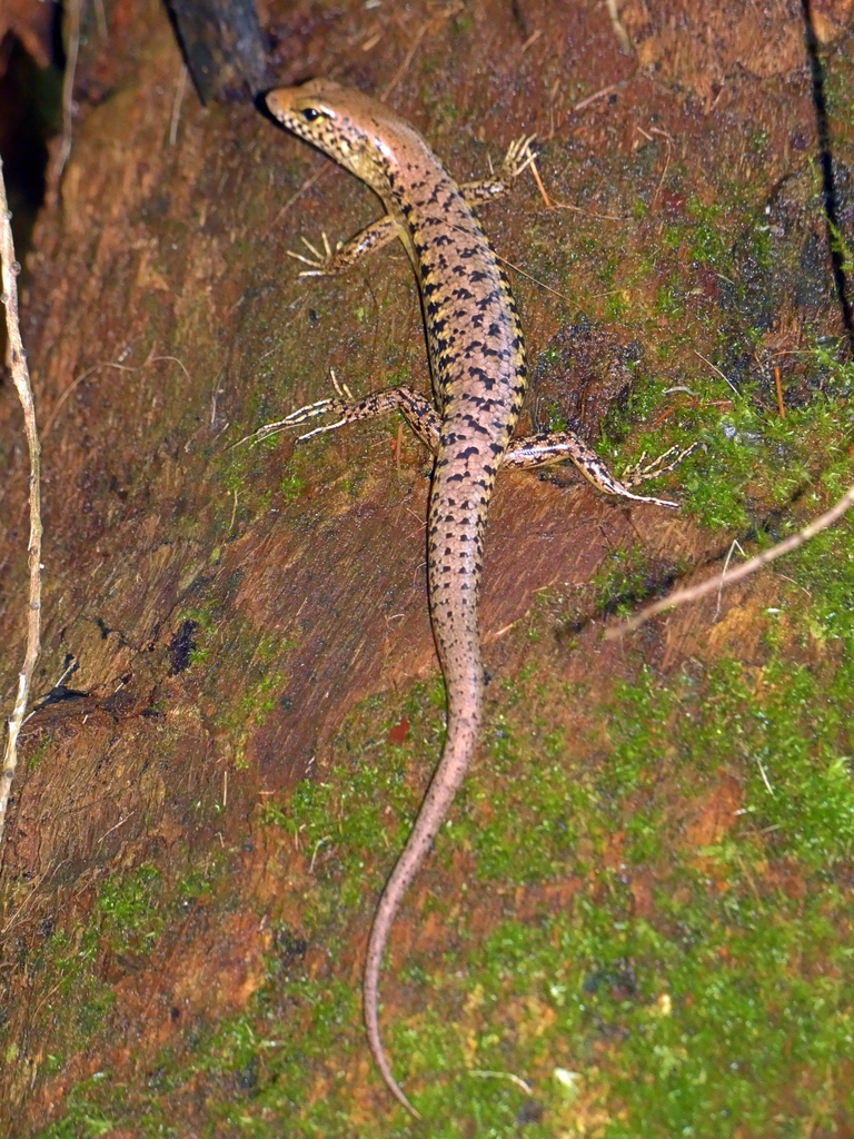 Yellow-blotched Forest Skink from Candlenut on 25 March, 2024 at 02:25 ...