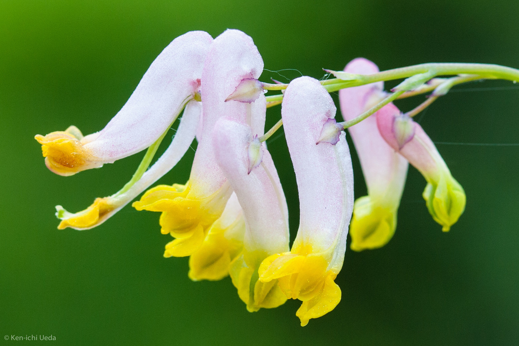 Rock Harlequin (Wildflowers of Thunder Bay - NEWTS) · iNaturalist