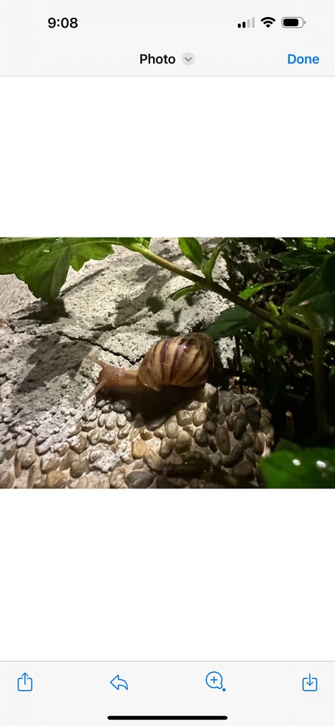 African Giant Snail from North Garrett Road Community, Durham, NC, US ...