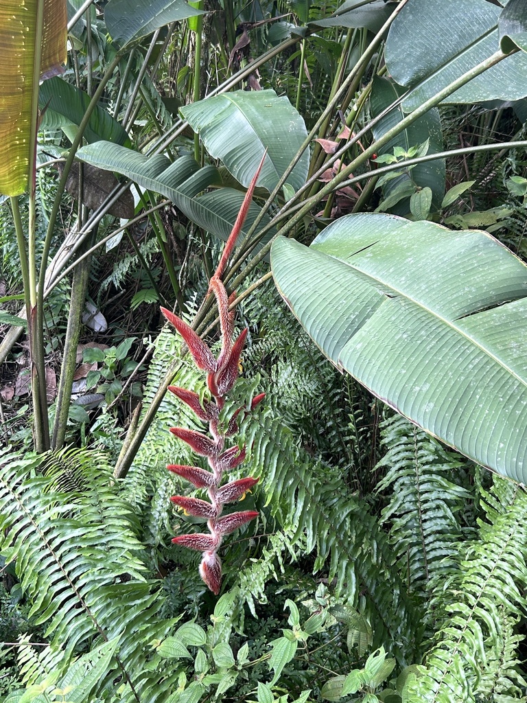 kitty kat heliconia from Alajuela Province, San Carlos, Costa Rica on ...