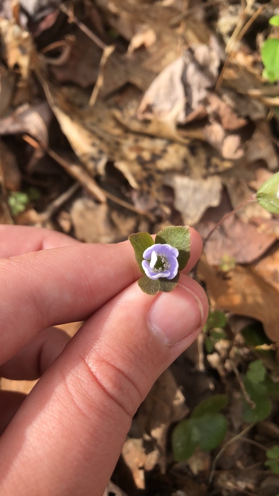 round-lobed hepatica from Haw Ridge Park, Oak Ridge, TN, US on March 25 ...