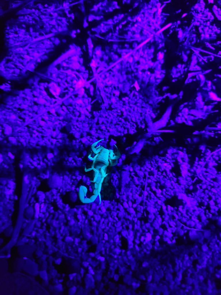 Stripe-tailed Scorpion from 83995 Son., México on March 5, 2024 at 07: ...