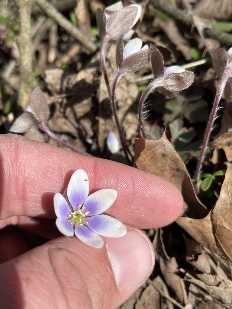 hepaticas from Park Rd, Perrysville, OH, US on March 24, 2024 at 03:53 ...
