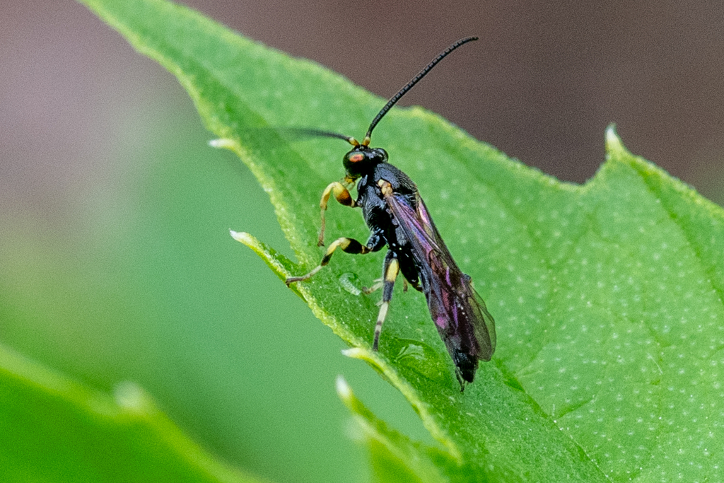 Metopiinae from Cantón Baños, Ecuador on September 14, 2023 at 10:26 AM ...