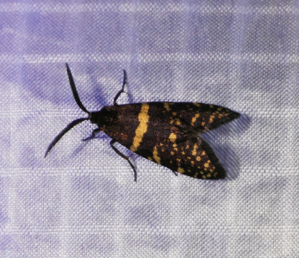 Bagworm Moths from Sai Kung, Hong Kong on March 24, 2024 at 08:59 PM by ...