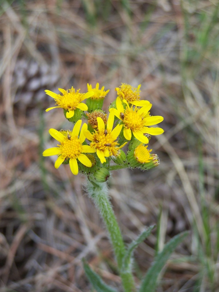 Tall western groundsel (Plants of Roxborough State Park) · iNaturalist