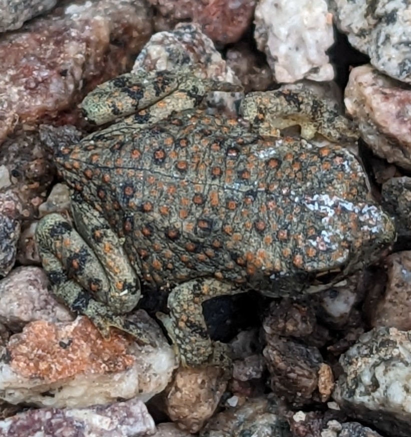 Red-spotted Toad from Boulder City, NV 89005, USA on March 24, 2024 at ...