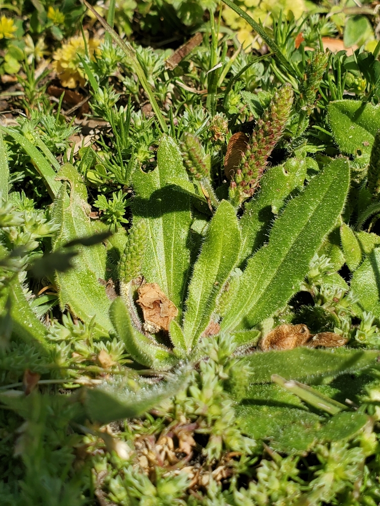 dwarf plantain from Greenville, NC, USA on March 25, 2024 at 01:38 PM ...