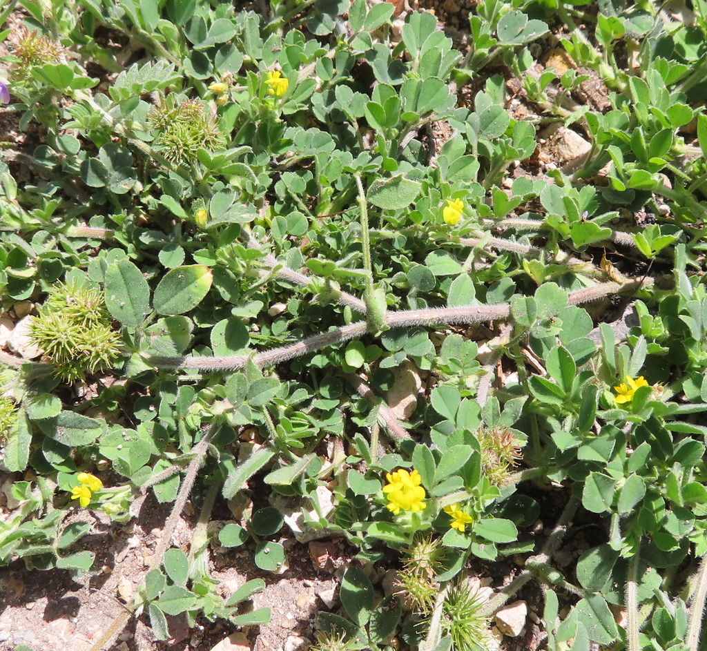 little bur-clover from Sonora, TX 76950, USA on March 23, 2024 at 02:15 ...