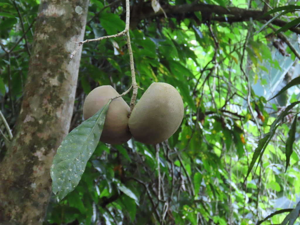 horse balls from Omoa, Cortés, Honduras on February 22, 2024 at 05:01 ...