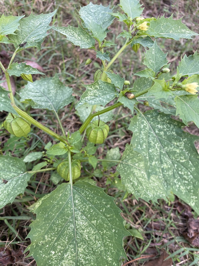 cutleaf groundcherry from Tenth Terr, Live Oak, FL, US on November 22 ...