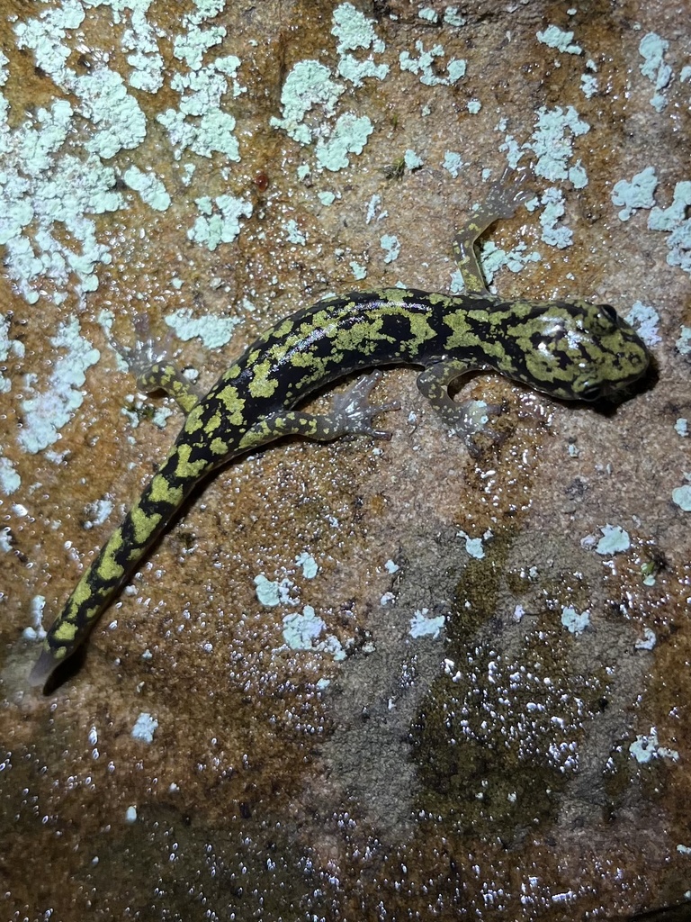 Green Salamander in March 2024 by Max Ramey · iNaturalist