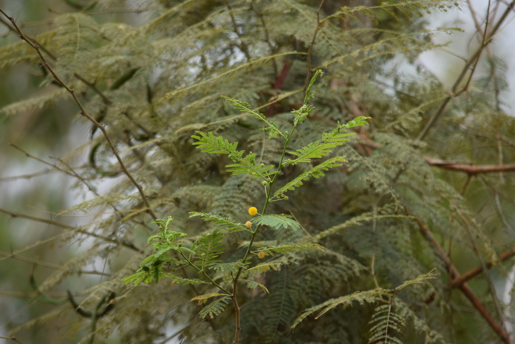 Huizache desde San Blas, Nay., México el 30 de julio de 2018 a las 11: ...