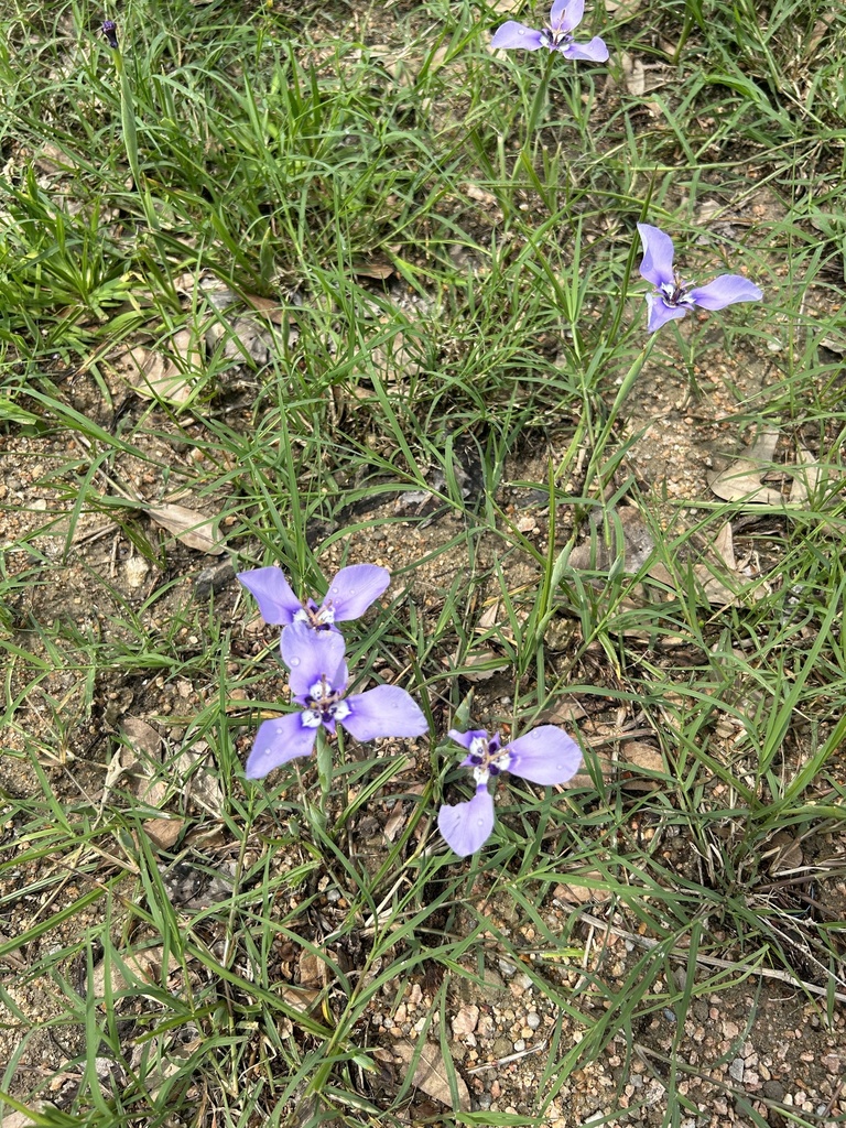 Prairie Nymph from University of Houston - Clear Lake, Pasadena, TX, US ...