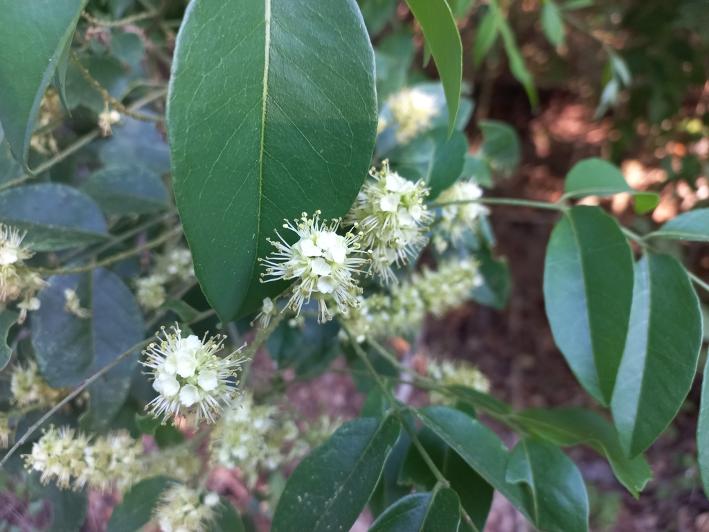 (Ateleia insularis) - Botanical Realm