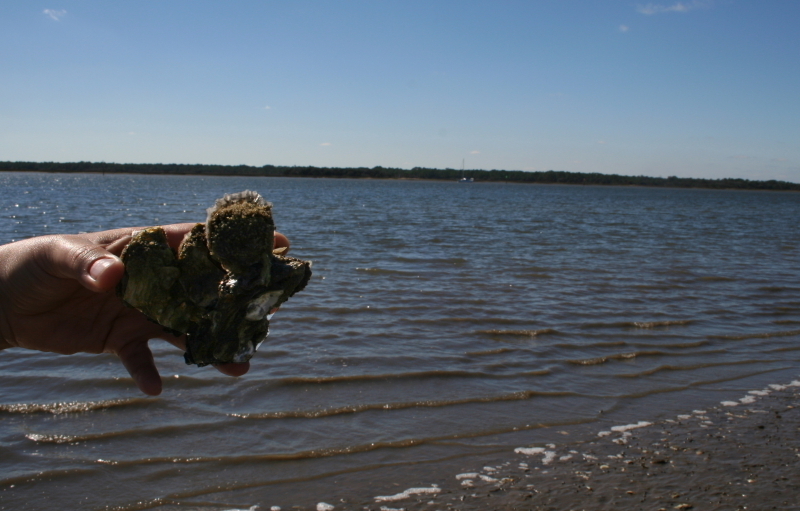 life from Guana Tolomato Matanzas National Estuarine Research Reserve ...
