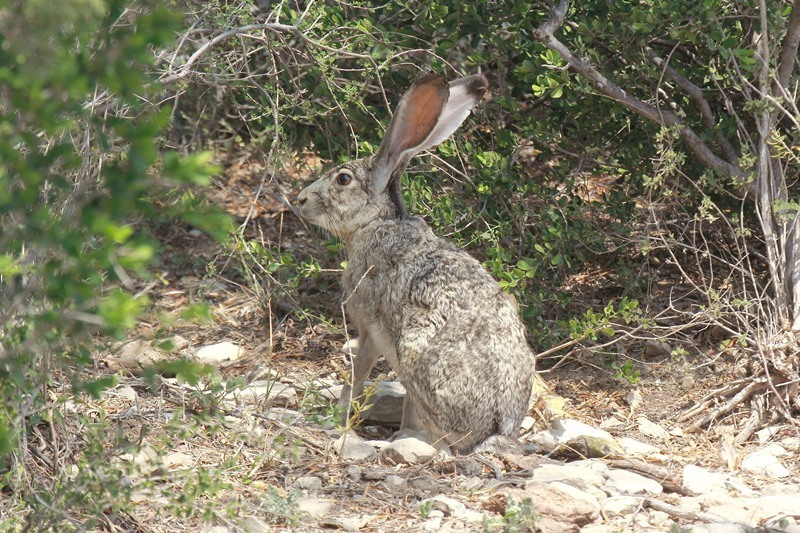 (Lepus californicus melanotis) - Know Your Mammals