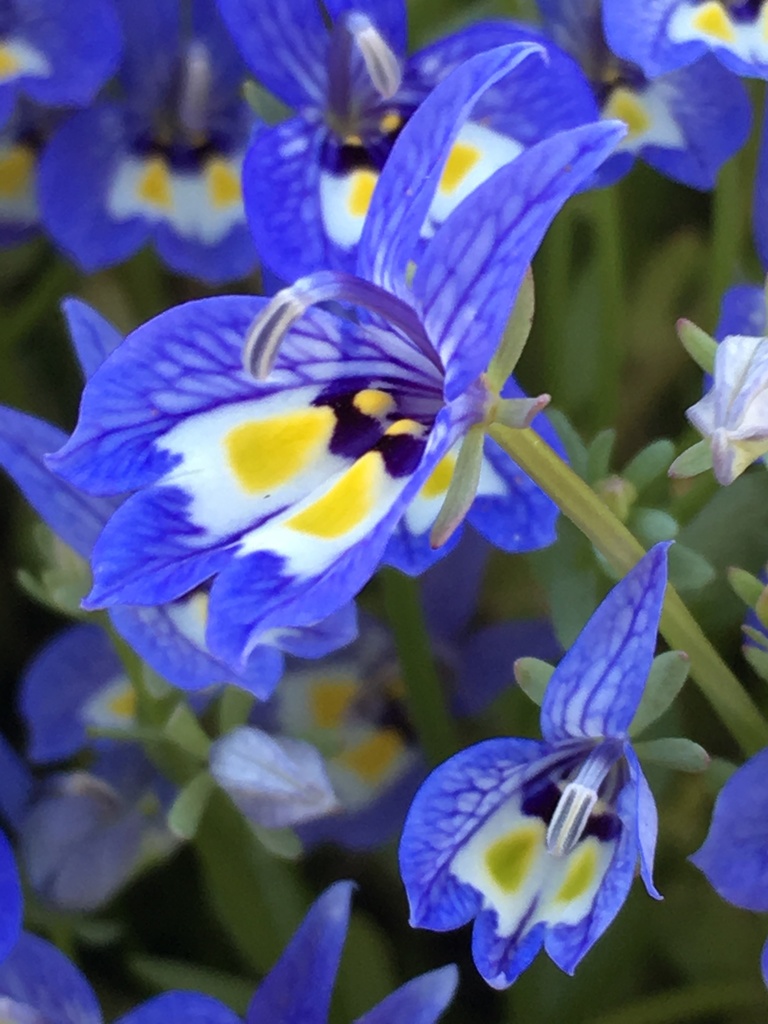 bellflower family (Campanulaceae) - Botanical Realm