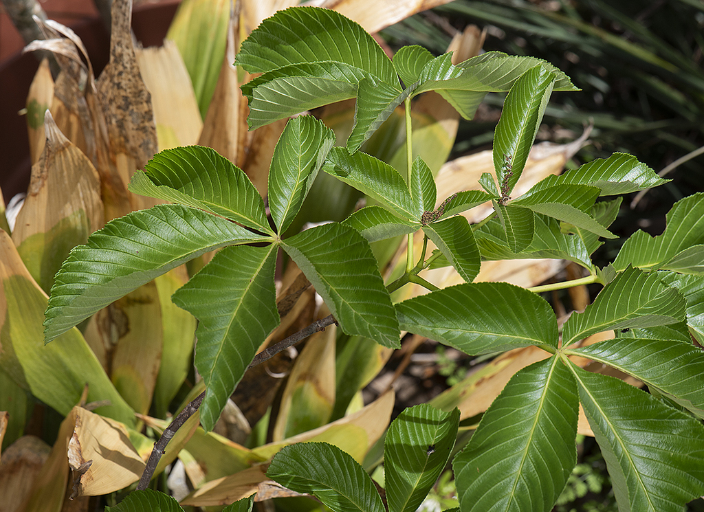 Red Buckeye from Canyon Lake, TX, USA on March 25, 2024 at 01:18 PM by ...