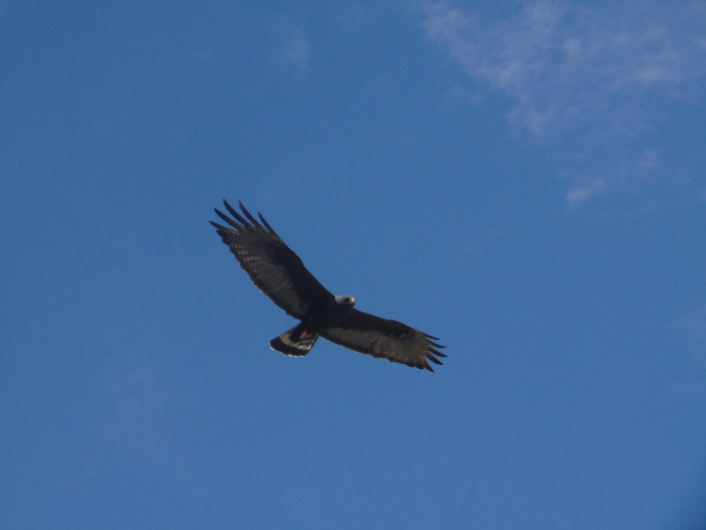 Zone-tailed Hawk from El Ranchito, 67303 Santiago, N.L., México on ...