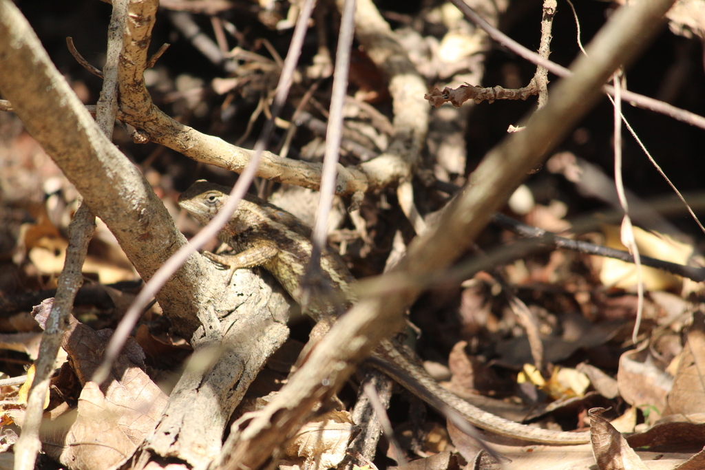 White-bellied Rough Lizard from Tepic, Nay., México on April 26, 2019 ...