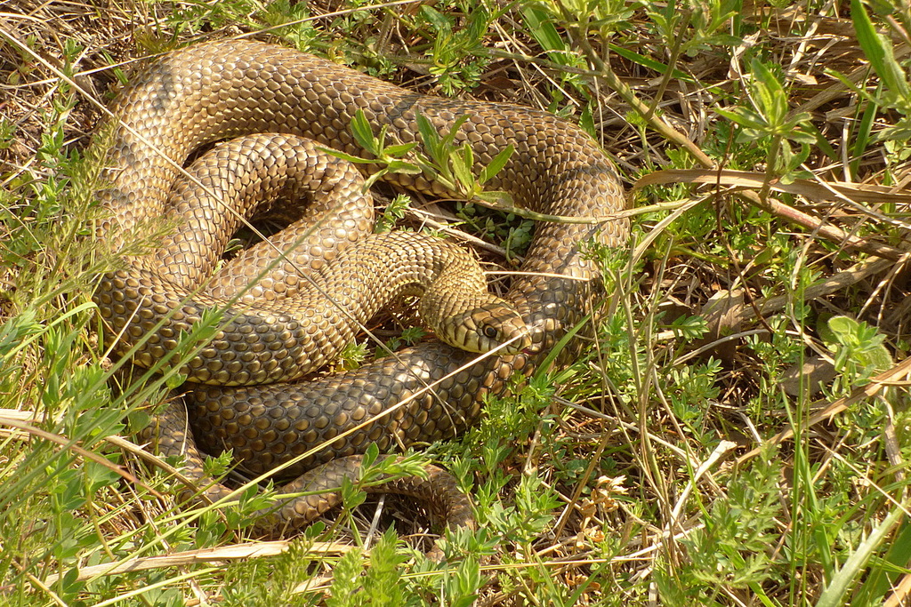 Patagonian Racer from Longchamps, Provincia de Buenos Aires, Argentina ...