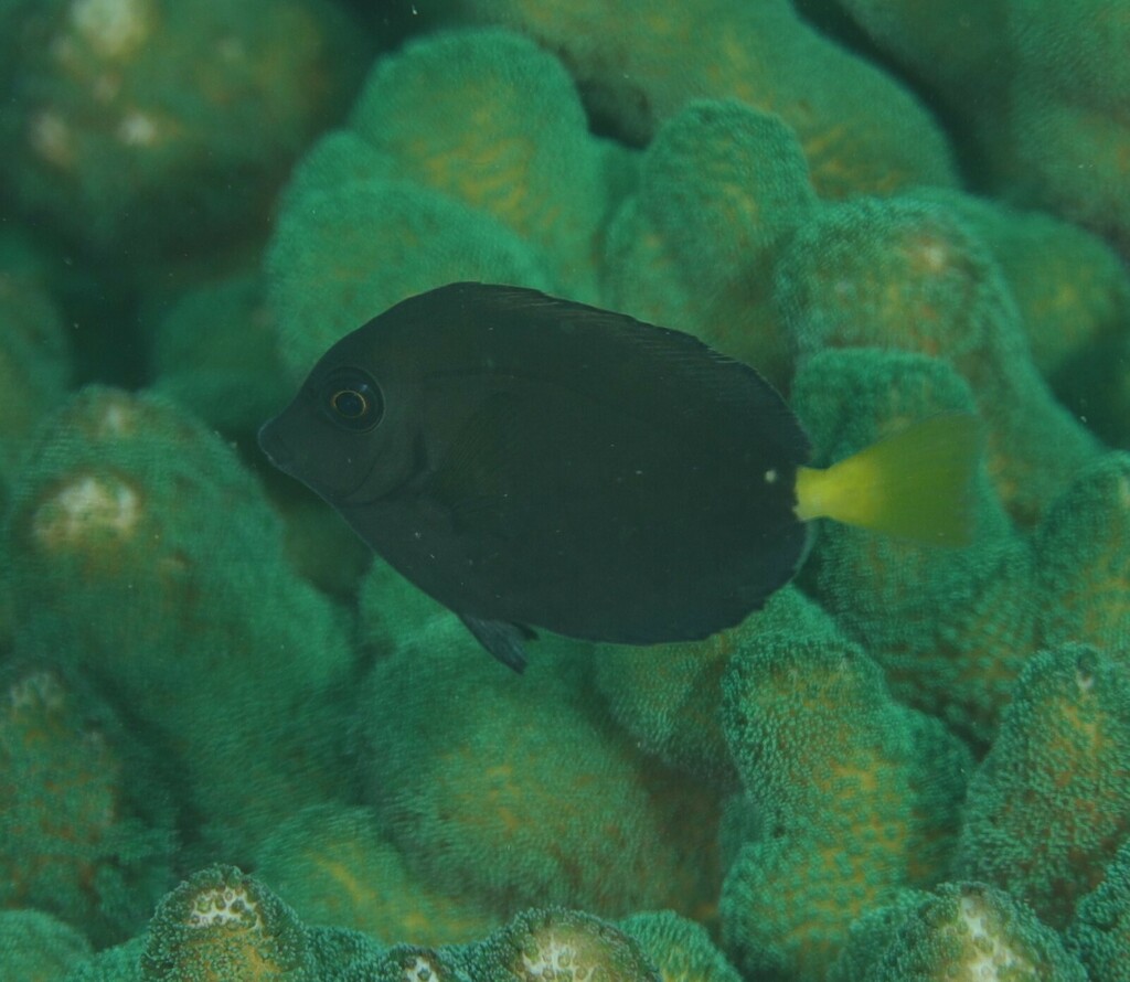 Australian Sawtail from Northern Beaches Council, NSW, Australia on ...